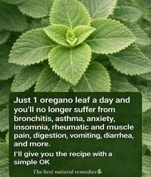 Cuban Oregano Tea - Weight Loss Diet Plans